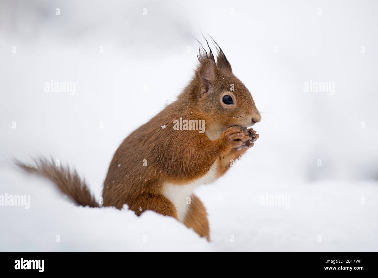 Red squirrel snow scotland hi-res stock photography and images - Alamy