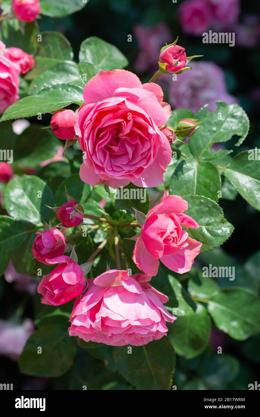 Pink roses in a botanical park in Istanbul on display Stock Photo - Alamy