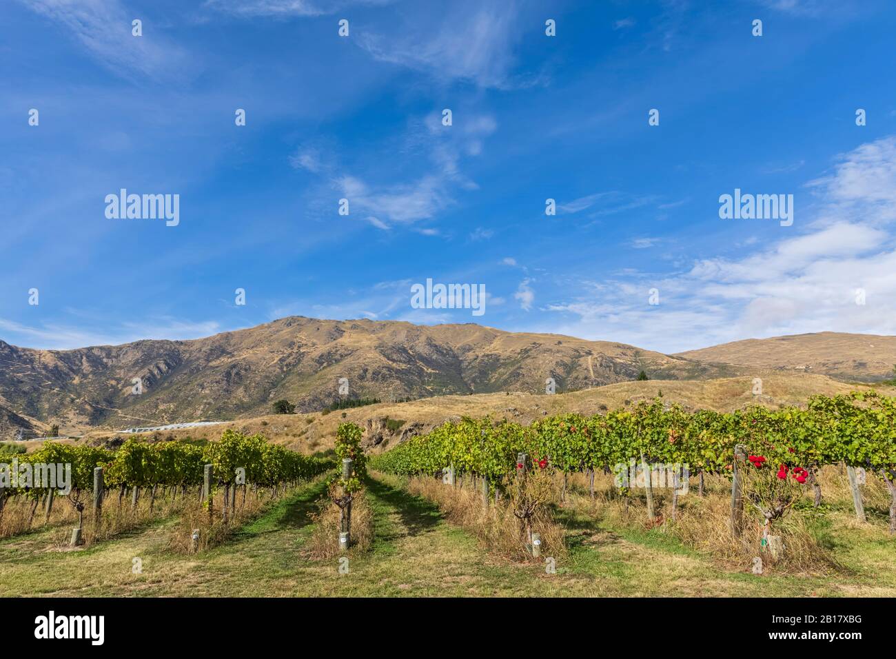 Gibbston valley vineyard hi-res stock photography and images - Alamy