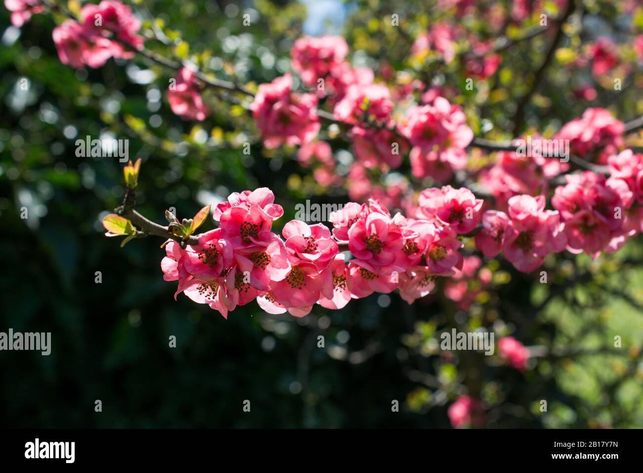 Tree bloom blossom beautiful flowers in spring season Stock Photo - Alamy