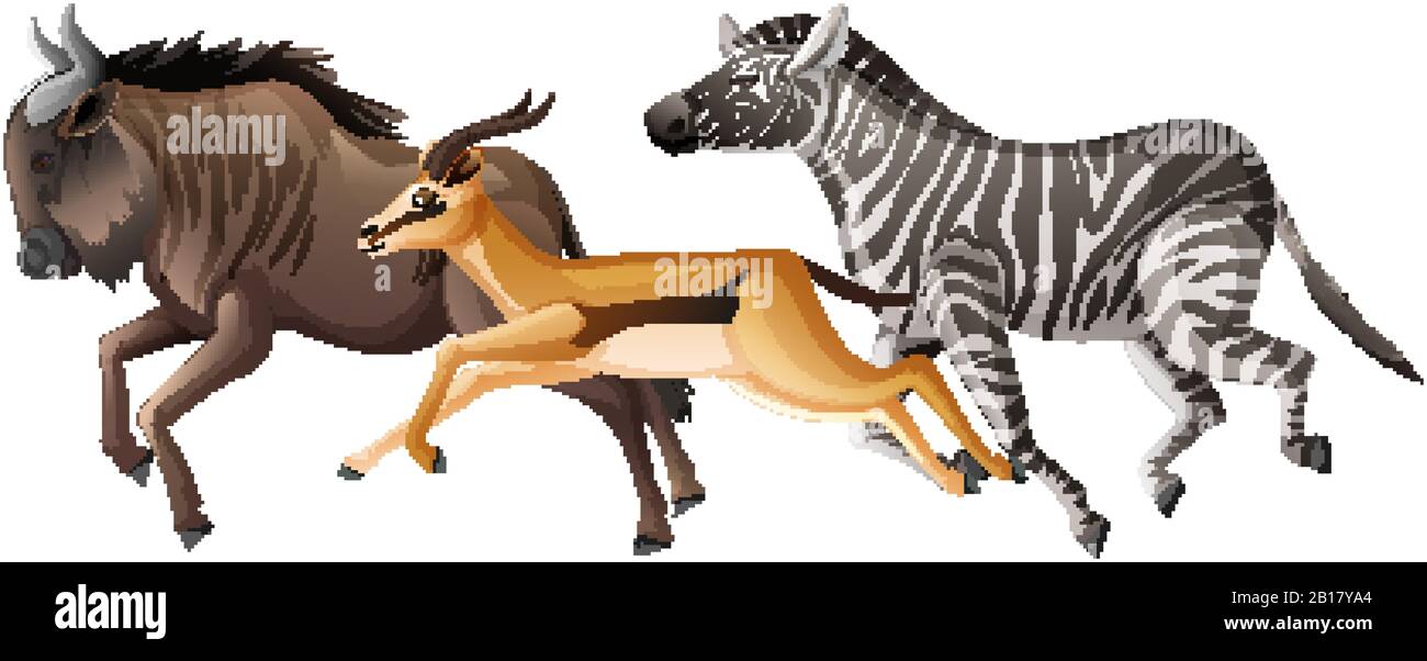 Group of wild animals running on white background illustration Stock ...
