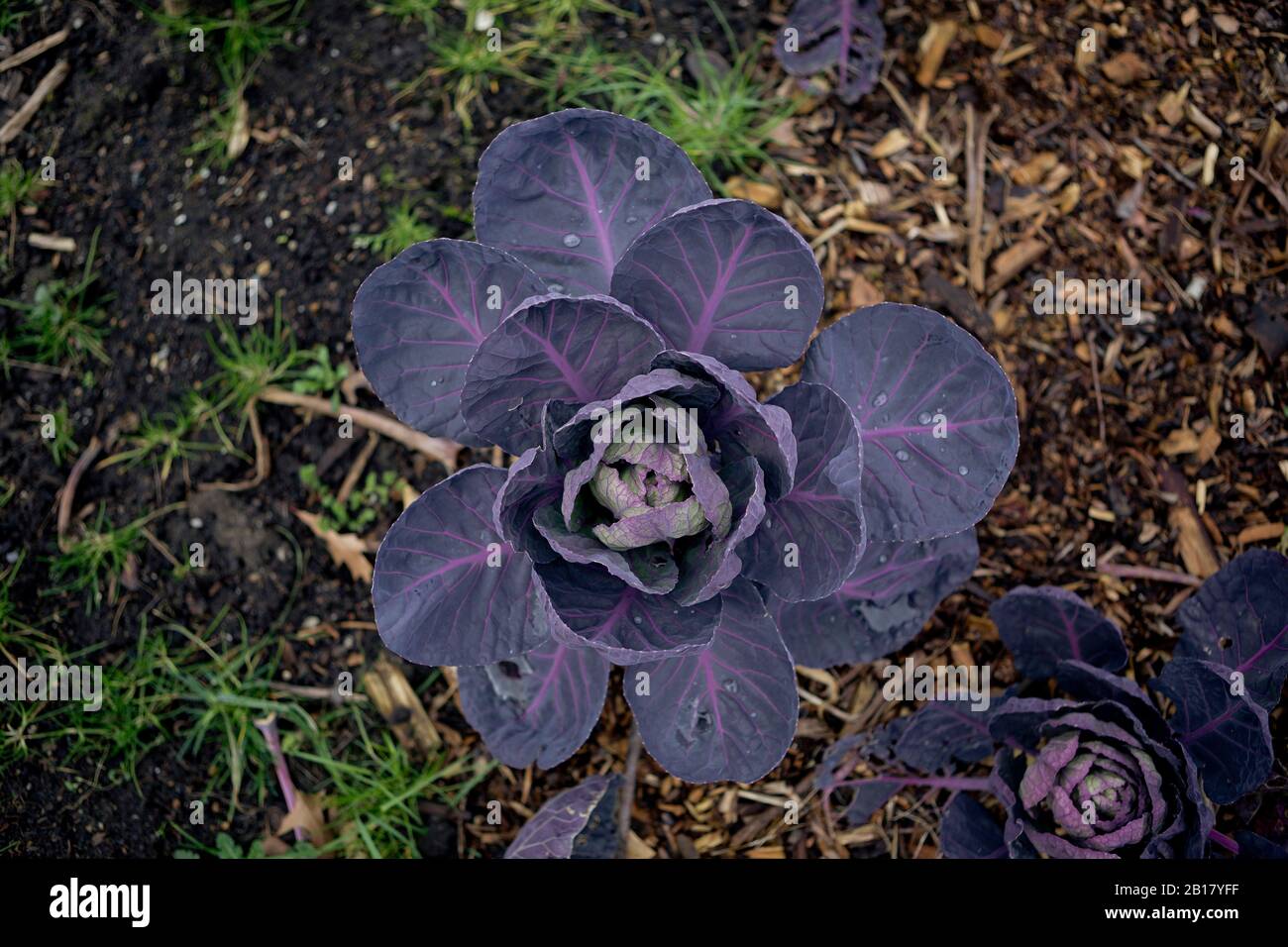 Red cabbage sprouts hi-res stock photography and images - Alamy