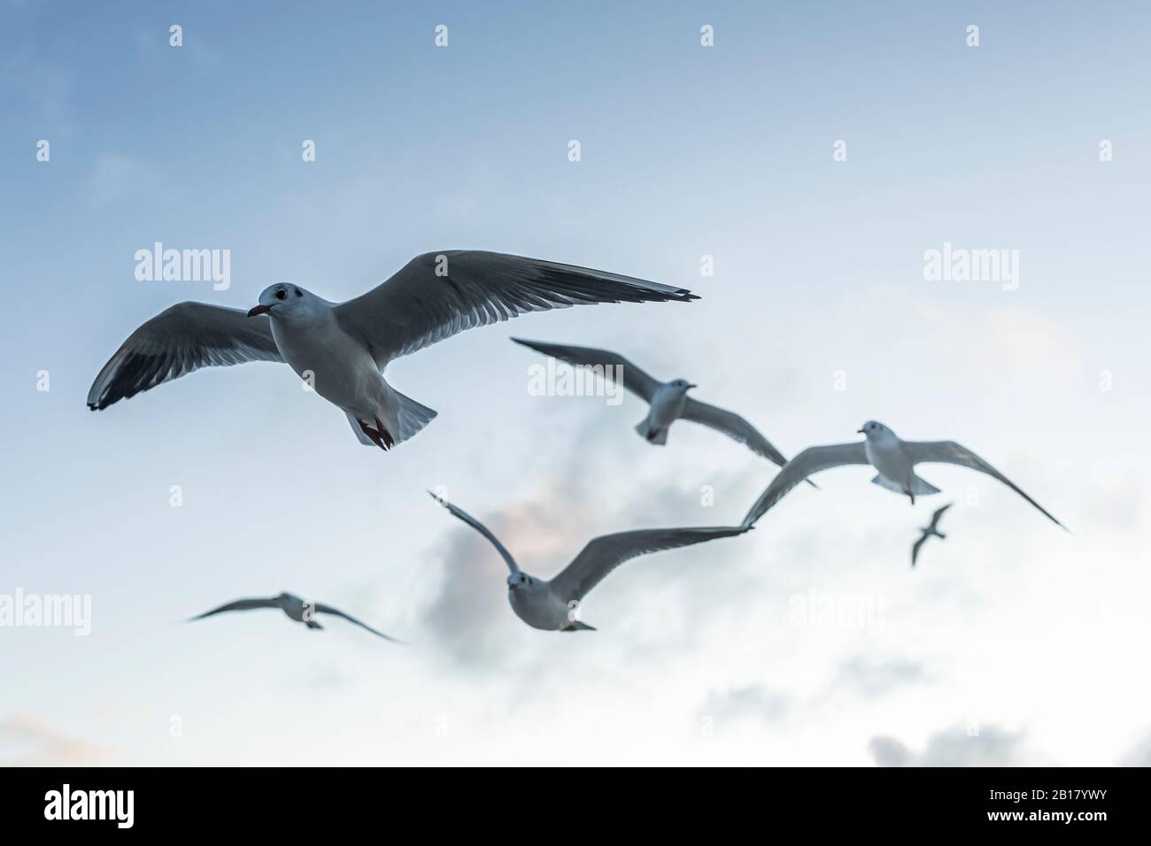 Flying flock of gulls hi-res stock photography and images - Alamy