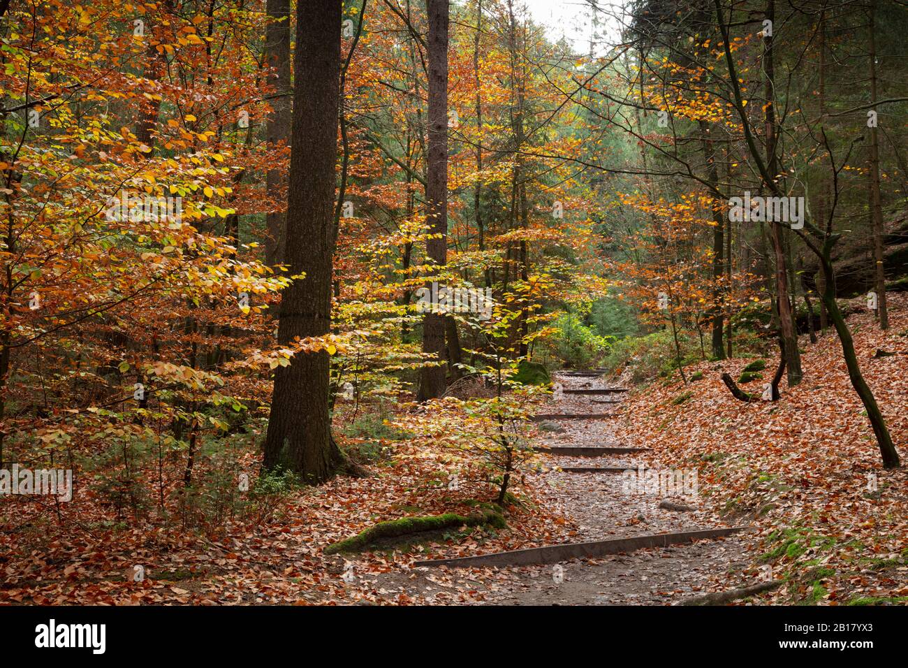 Saxon forest hi-res stock photography and images - Alamy