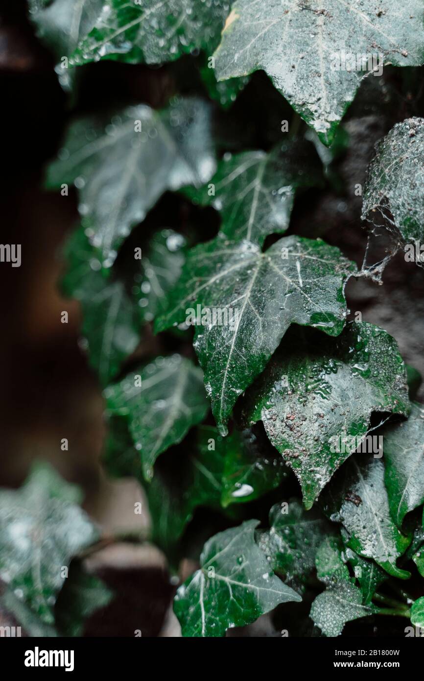 Ivy drop hi-res stock photography and images - Alamy