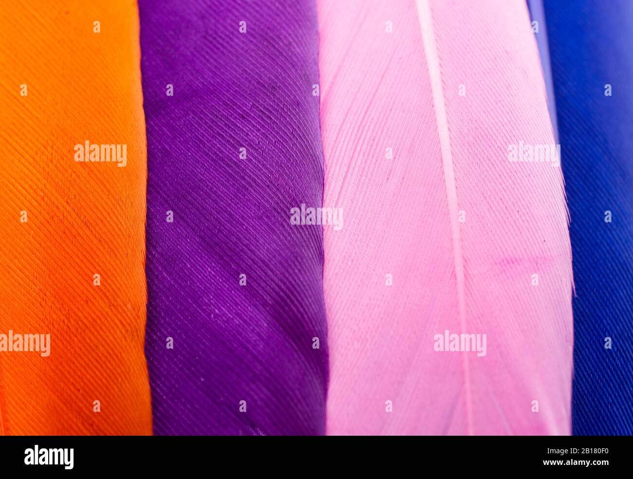 Studio shot photo of colored bird feathers as texture background Stock ...
