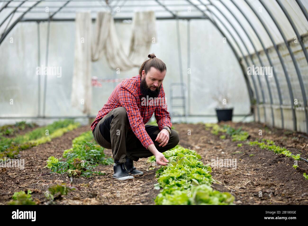 Man growing lettuce in a greenhouse Stock Photo - Alamy