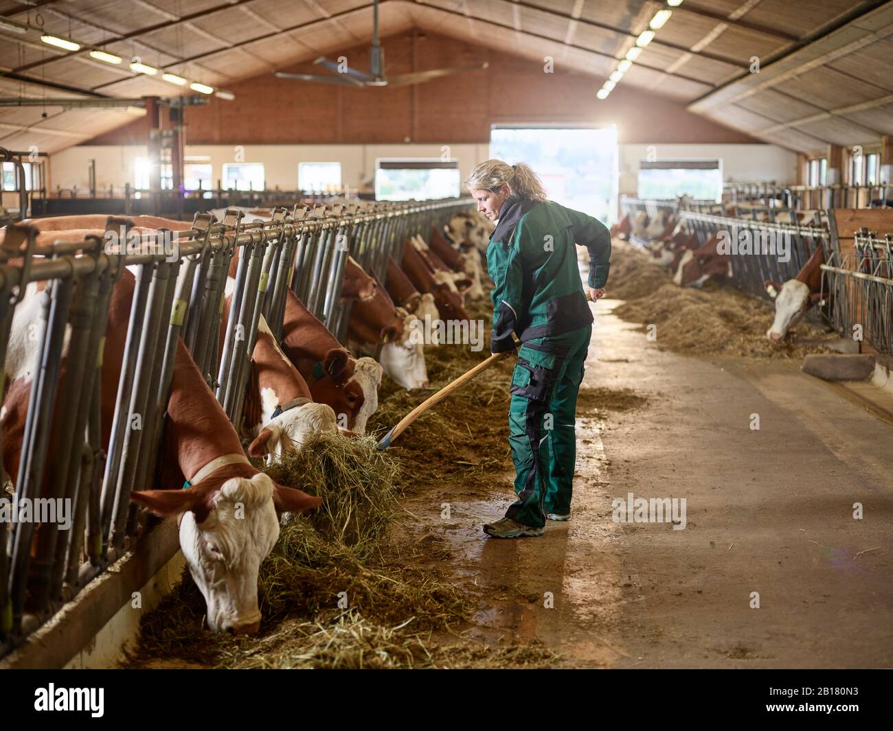 Mature woman with cow on farm hi-res stock photography and images - Alamy