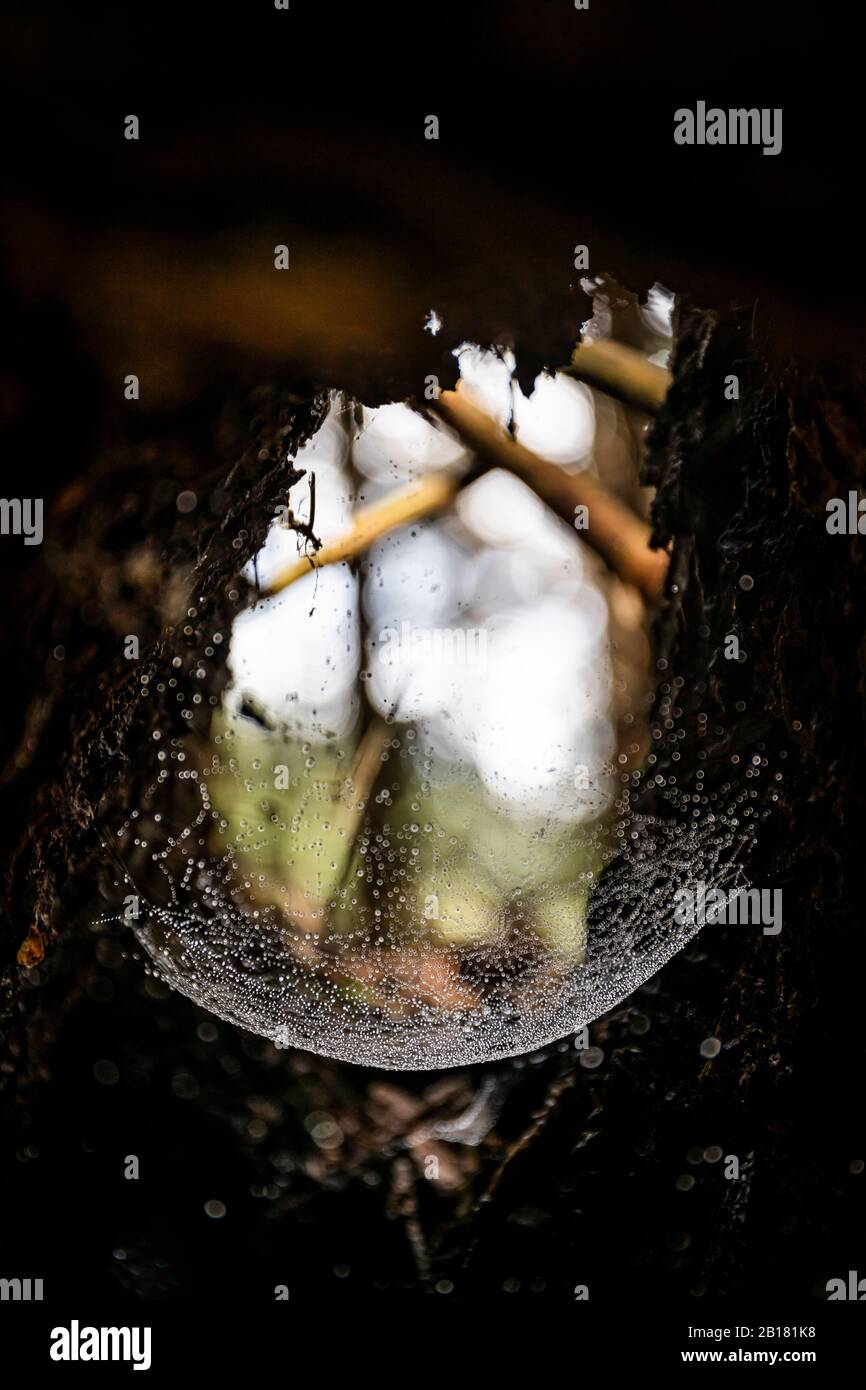 Dewdrop net cobweb spiders hi-res stock photography and images - Alamy