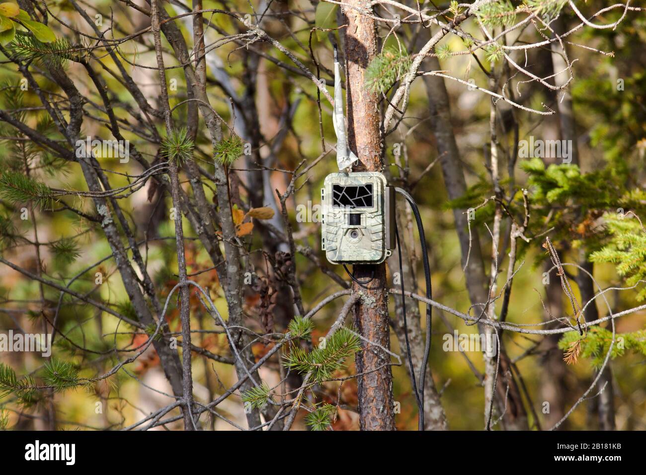 Attached to tree hi-res stock photography and images - Alamy