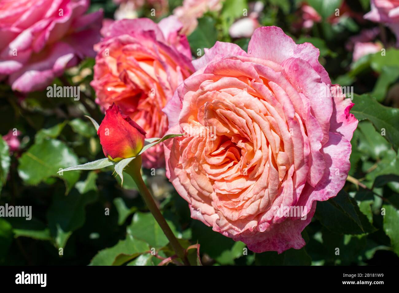 Blooming beautiful colorful roses in the garden background Stock Photo ...