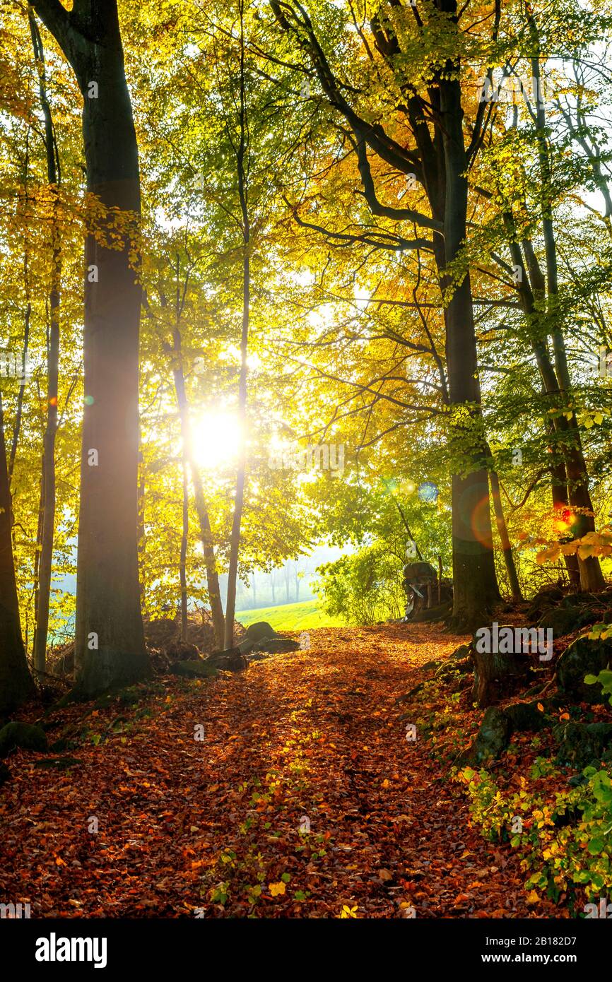 Odenwald hi-res stock photography and images - Alamy