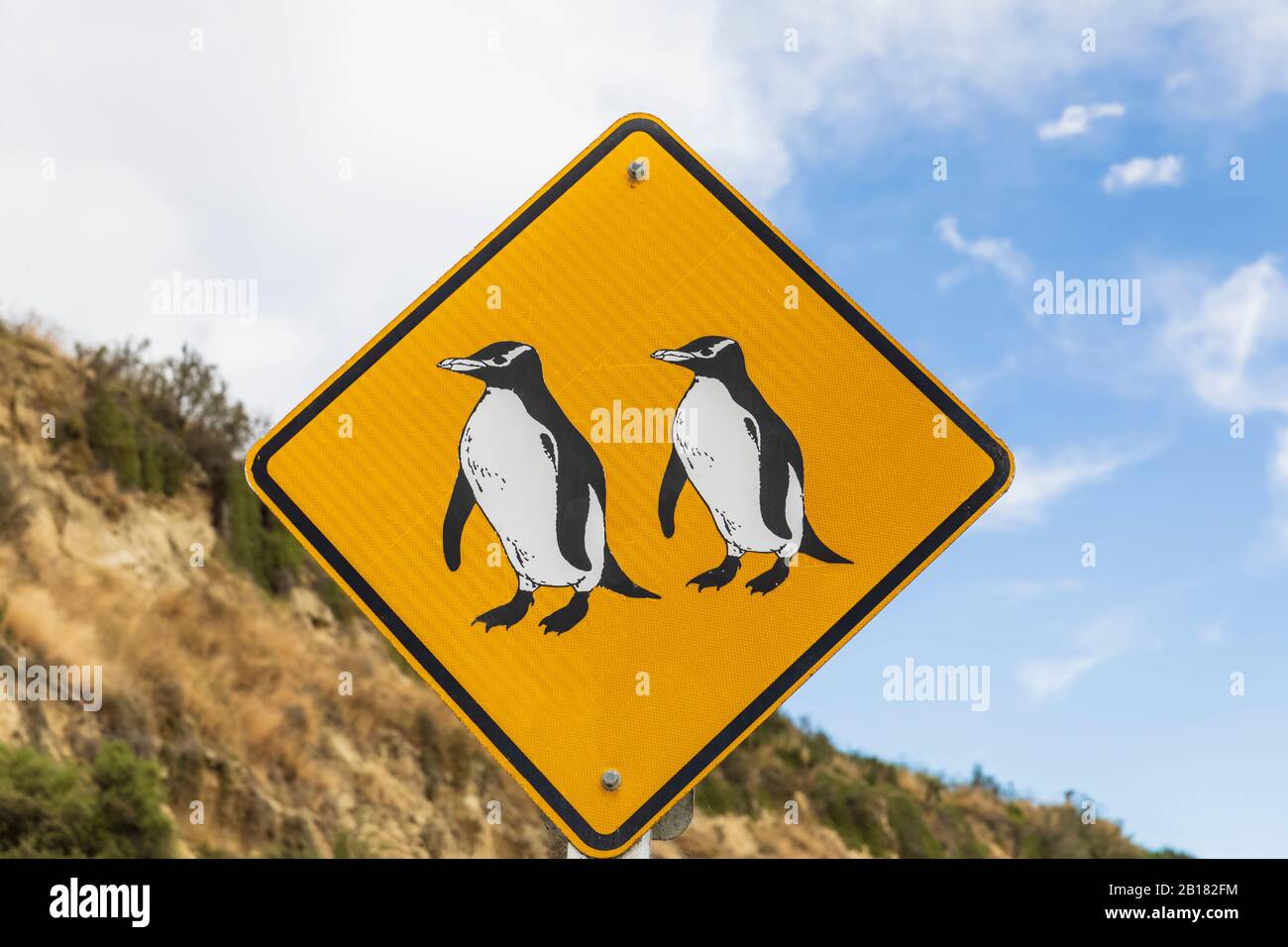 Oceania, New Zealand, South Island, Southland, Otago, Oamaru, Penguin ...