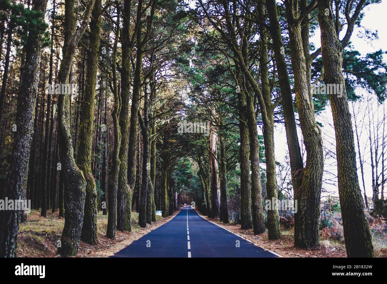Spain, Tenerife, Tree lined country road Stock Photo - Alamy