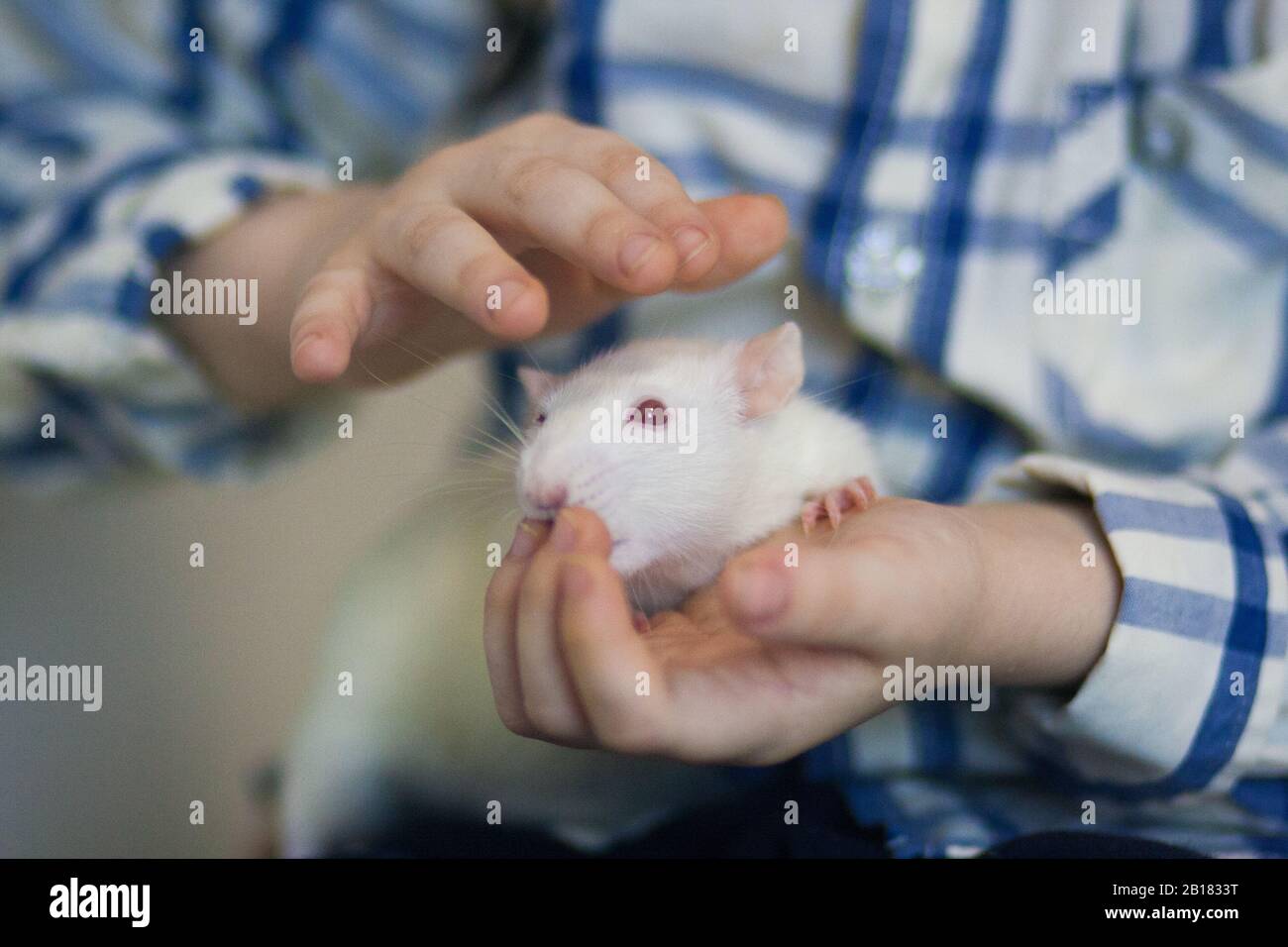 Caring for our smaller brothers. rat in ruach in a child. Pets, a child ...