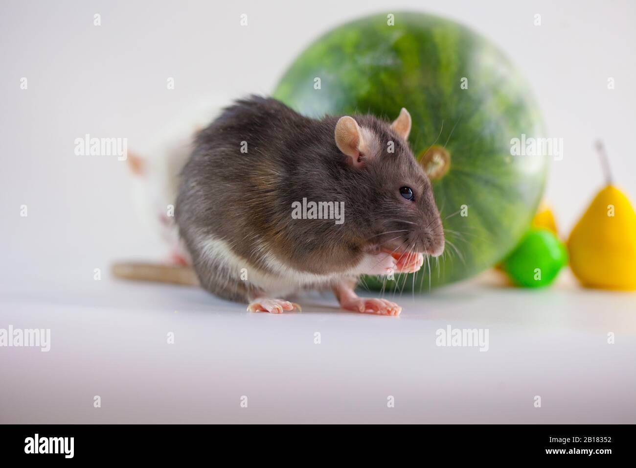 Stocks of fruit and a rat on a watermelon. Proper nutrition Stock Photo ...