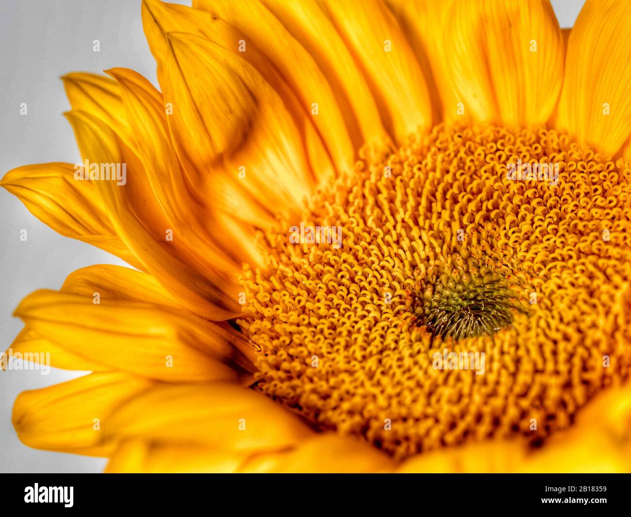 Hdr sunflower hi-res stock photography and images - Alamy