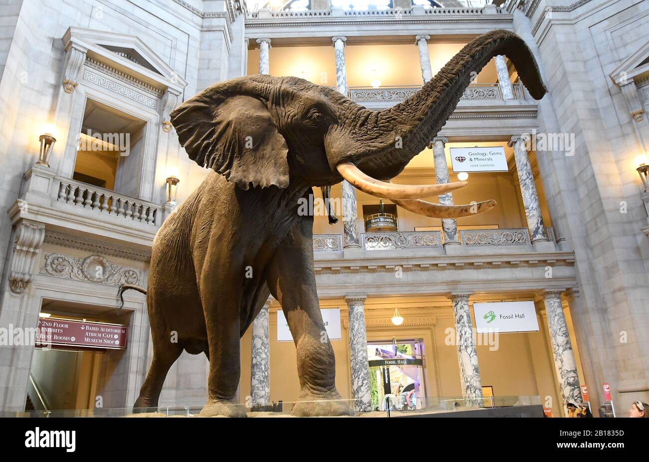 Left profile of Elephant in lobby of Museum of Natural History in ...