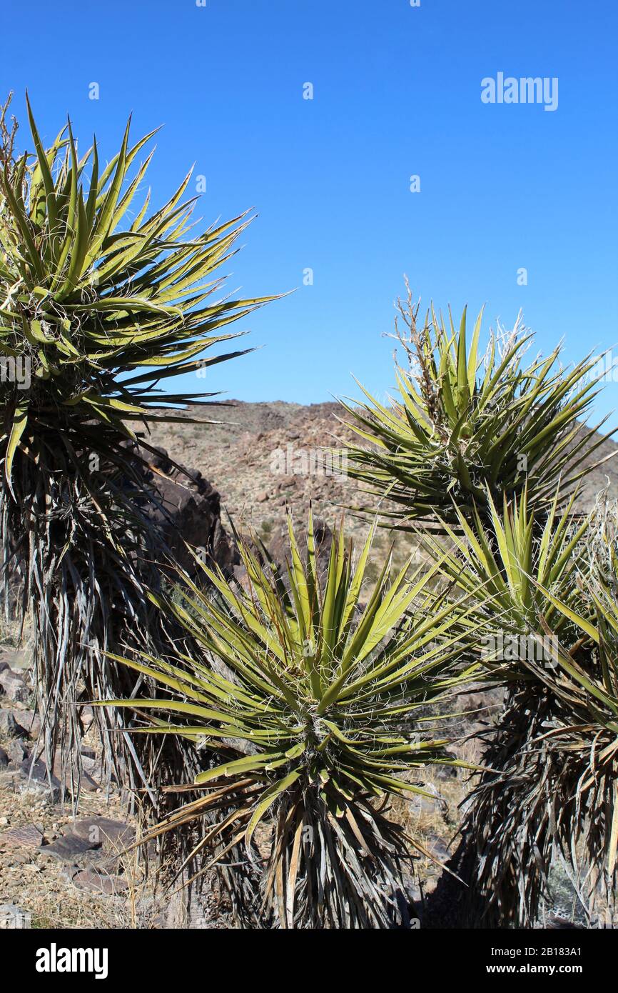 Yucca Schidigera, the Mojave Yucca, is one of two genus representatives ...