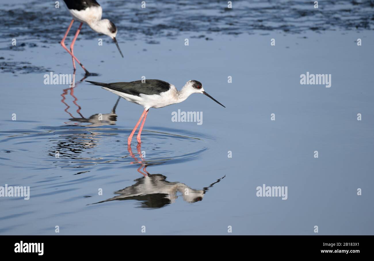 Black-winged stilt wading through a shallow estuary mud flat searching ...