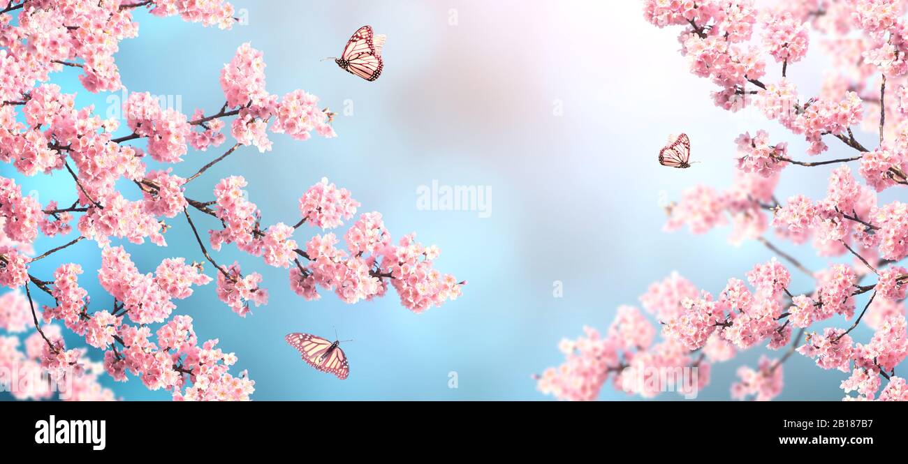 Horizontal banner with branches of the blossoming sakura with pink ...