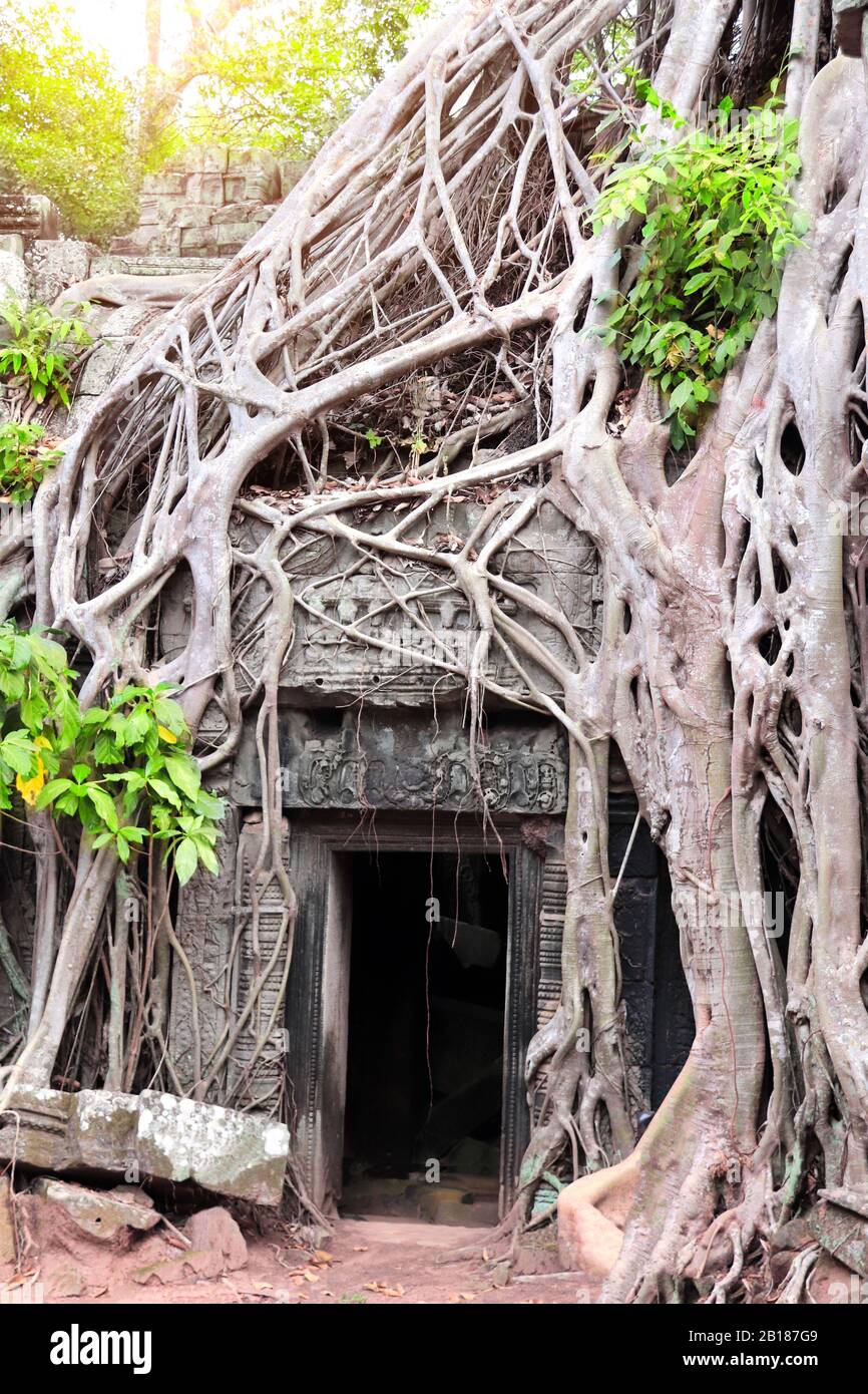 Roots of giant banyan tree on Ta Prohm temple ruins, Khmer ancient ...