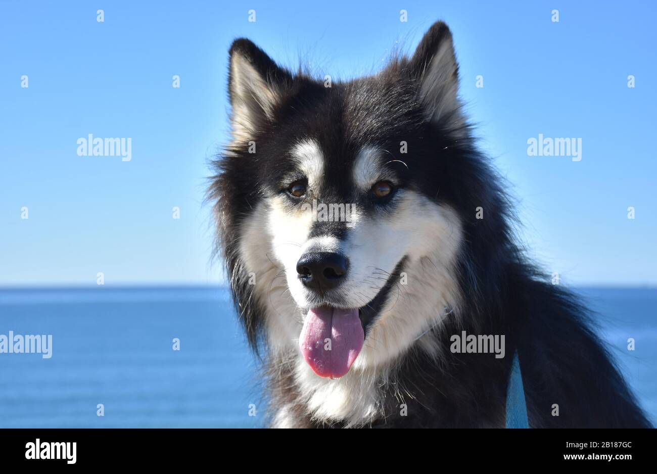 Beautiful alusky dog with ocean views in the background Stock Photo - Alamy