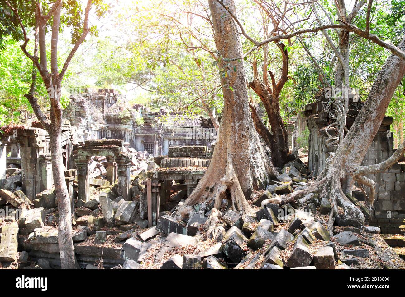 Giant trees on ruin of Koh Ker complex, Cambodia. UNESCO world heritage ...