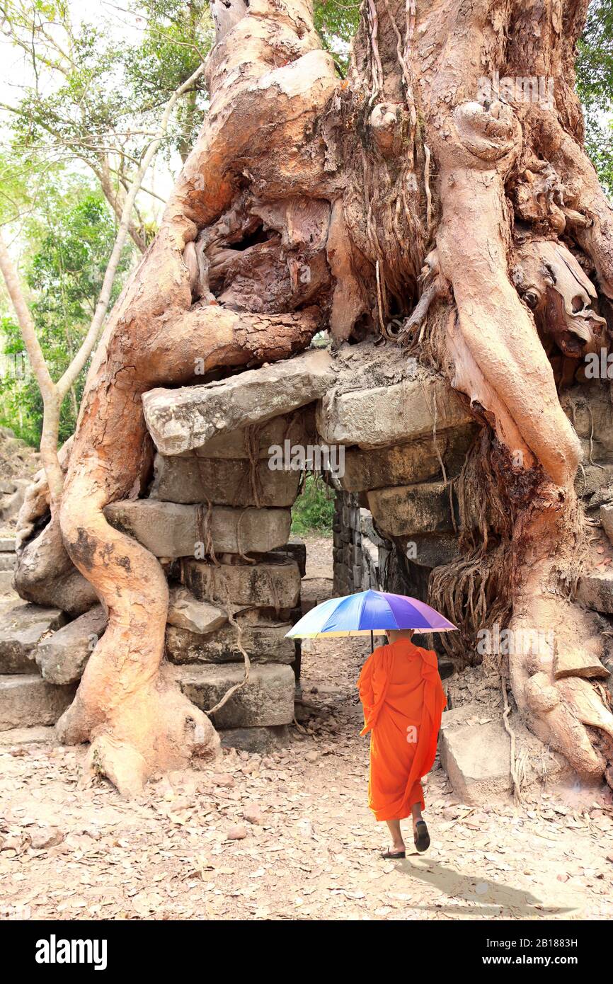 Buddhist monk with rainbow umbrella go to roots of giant tree on ruins ...
