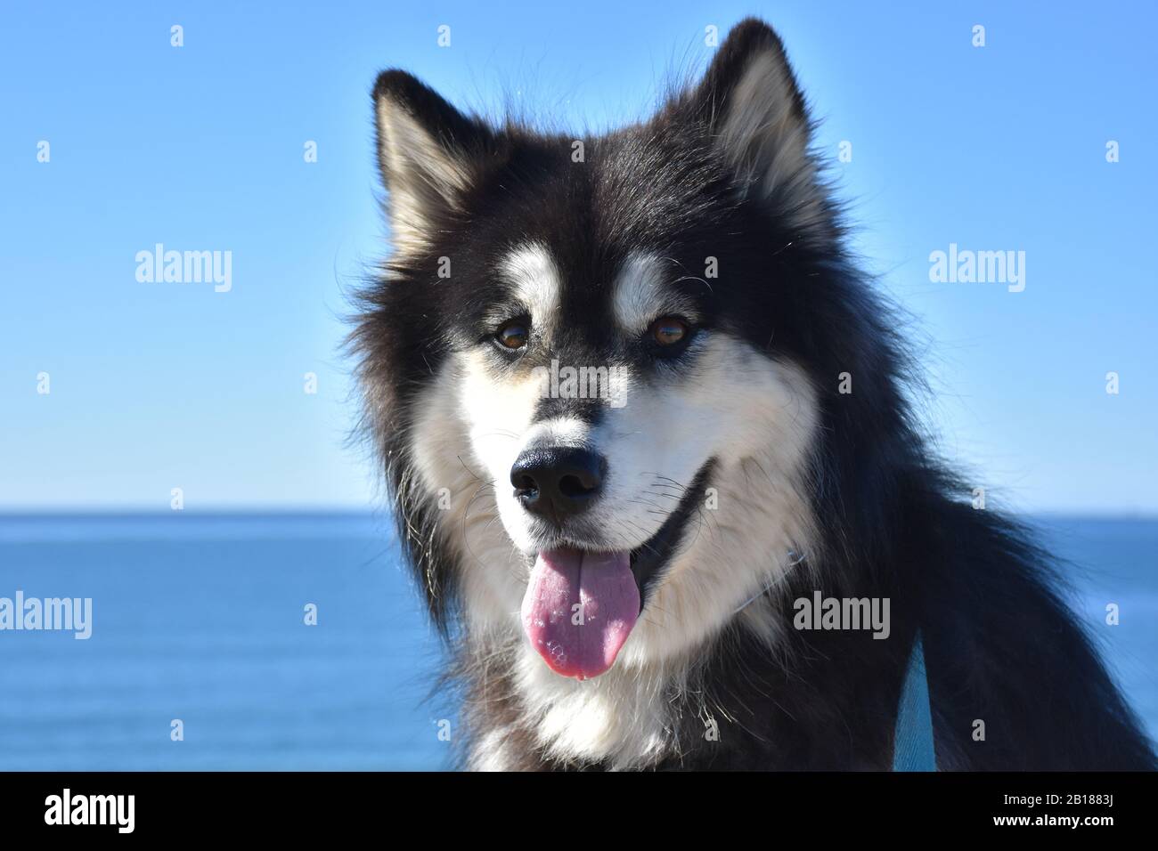 Spring day with a Husky at the ocean Stock Photo - Alamy