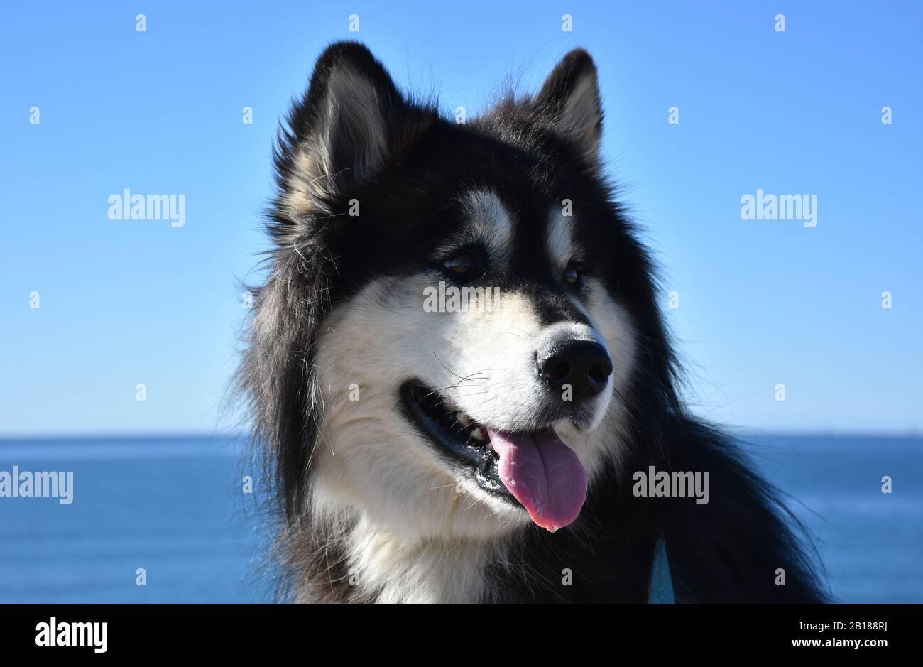 Hot panting and drooling Siberian Husky dog Stock Photo - Alamy