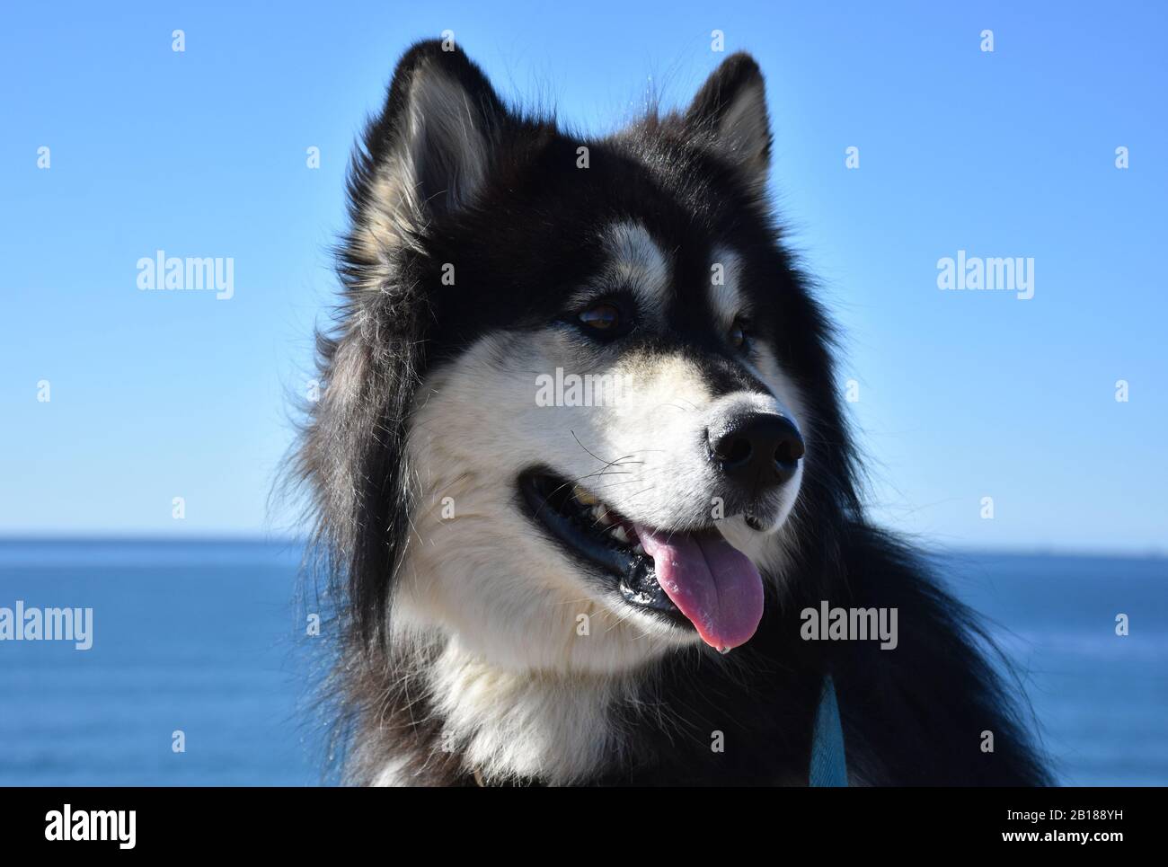 Adorable panting and drooling Siberian Husky dog on a spring day Stock ...
