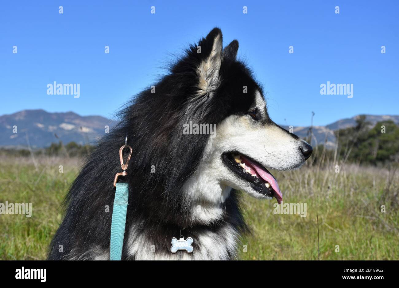 Amazing side profile of a sitting husky dog in a field Stock Photo - Alamy