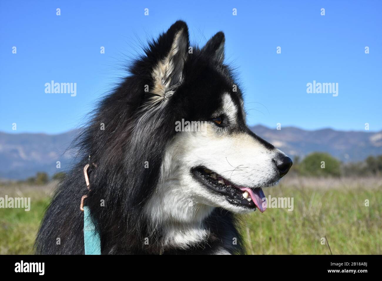 Black And White Husky Wolf Mix