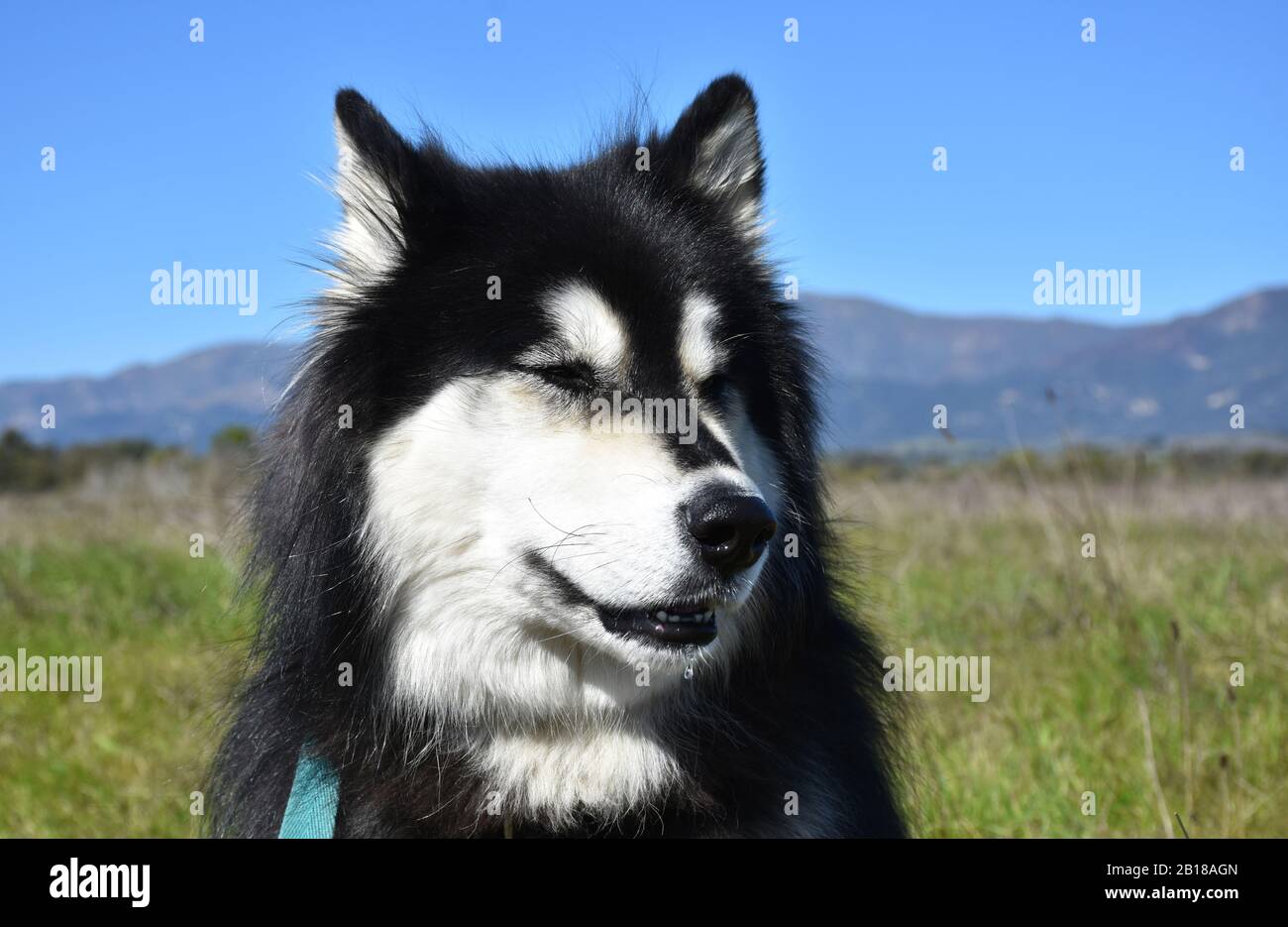 Drooling and hot hi-res stock photography and images - Alamy