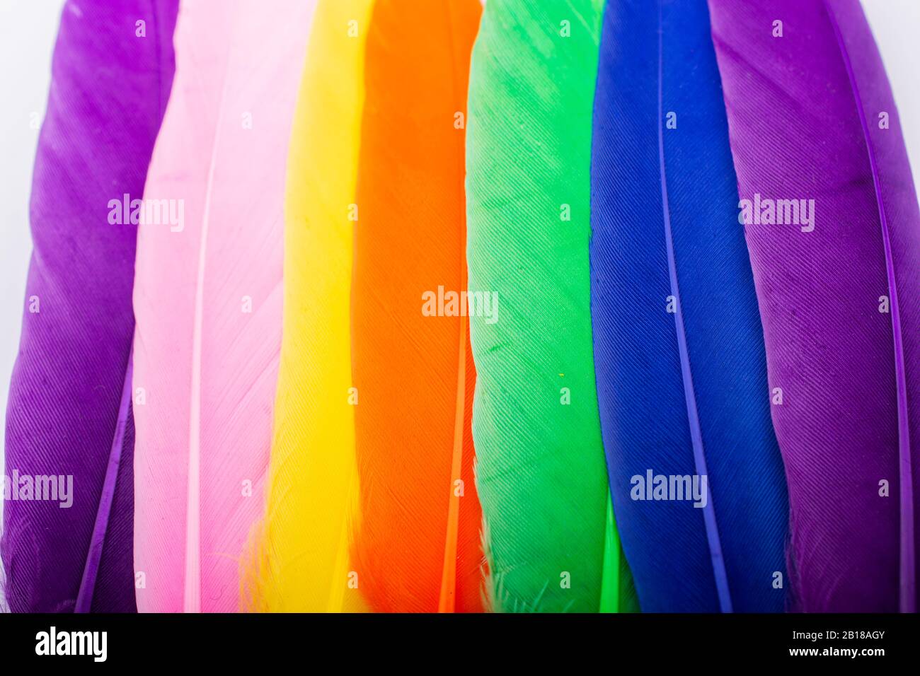Studio shot photo of colored bird feathers as texture background Stock ...