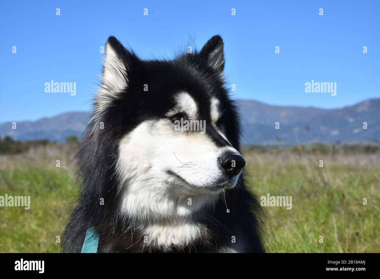 Saliva dripping from the mouth of a hot husky dog Stock Photo - Alamy