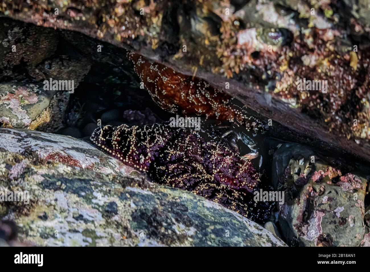 Starfish and crab under water in a Pacific Ocean tide pool at the ...