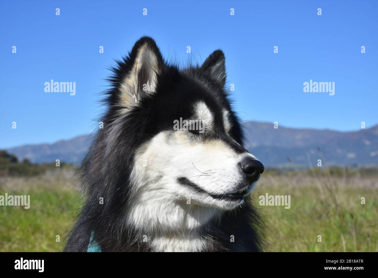 Beautiful black and white alusky dog with mountains in the background ...