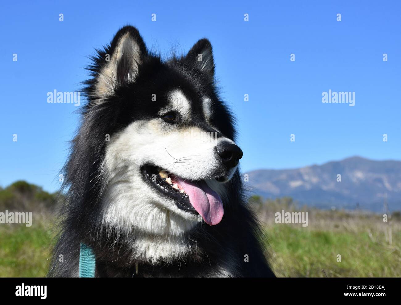California gray wolf hi-res stock photography and images - Alamy