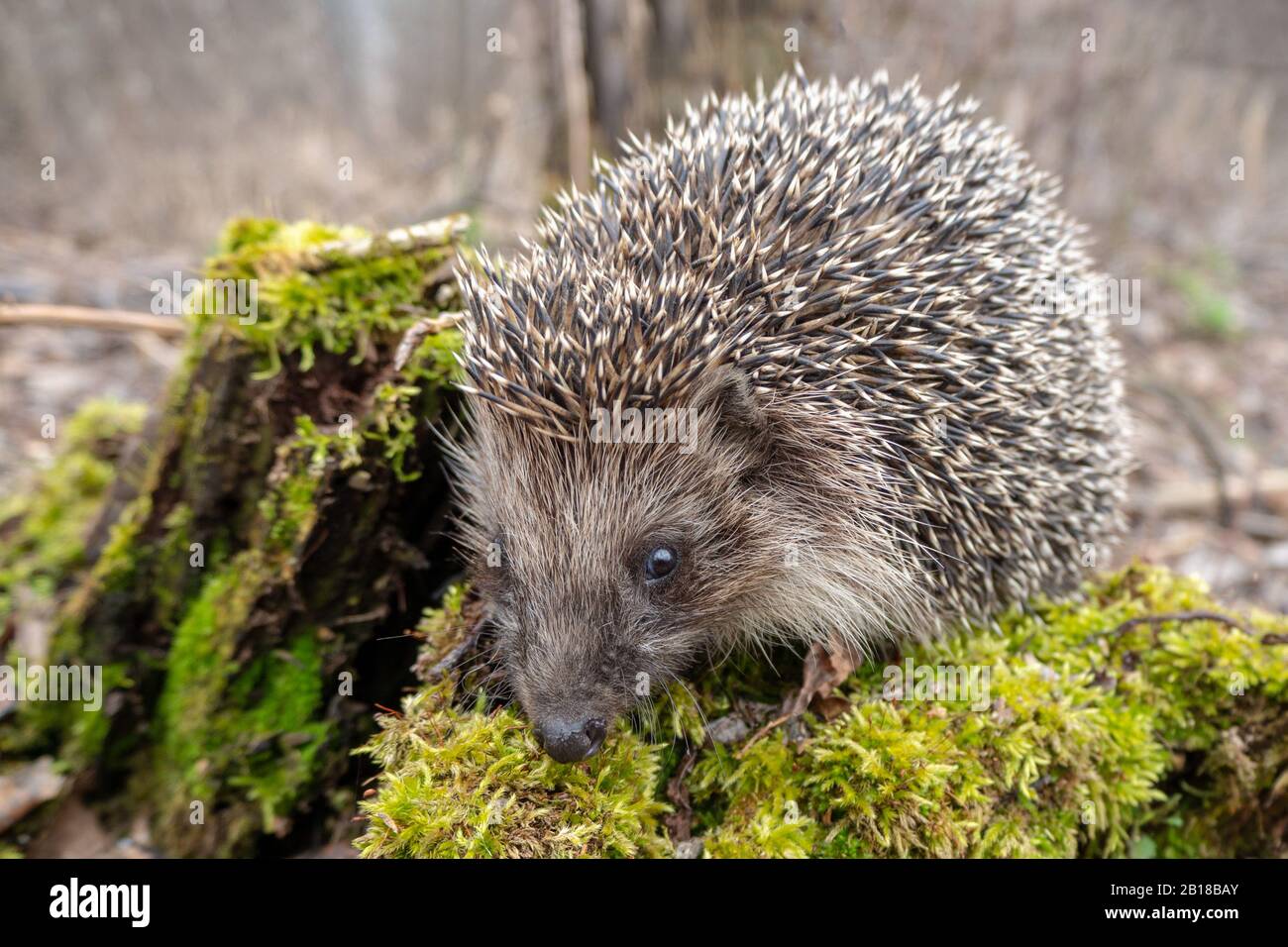 Hedgehog Tree Stump High Resolution Stock Photography and Images - Alamy