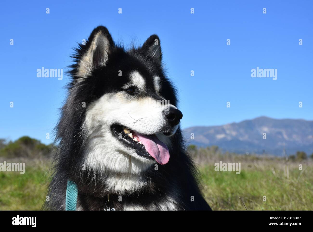 Spring day with a stunning Siberian Husky dog Stock Photo - Alamy
