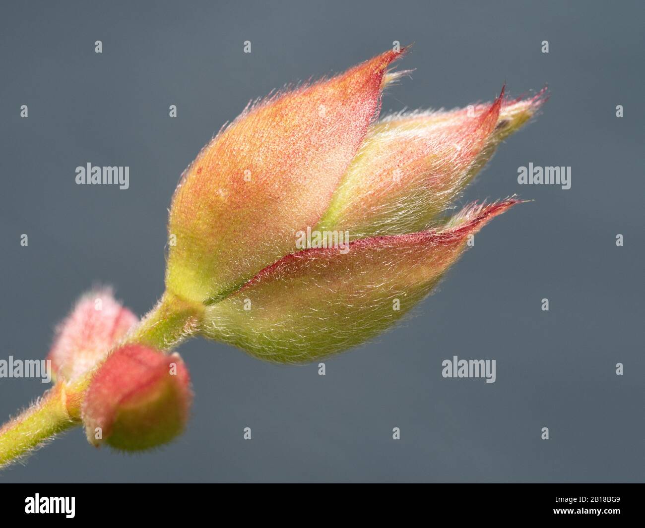 Early bud stages hi-res stock photography and images - Alamy