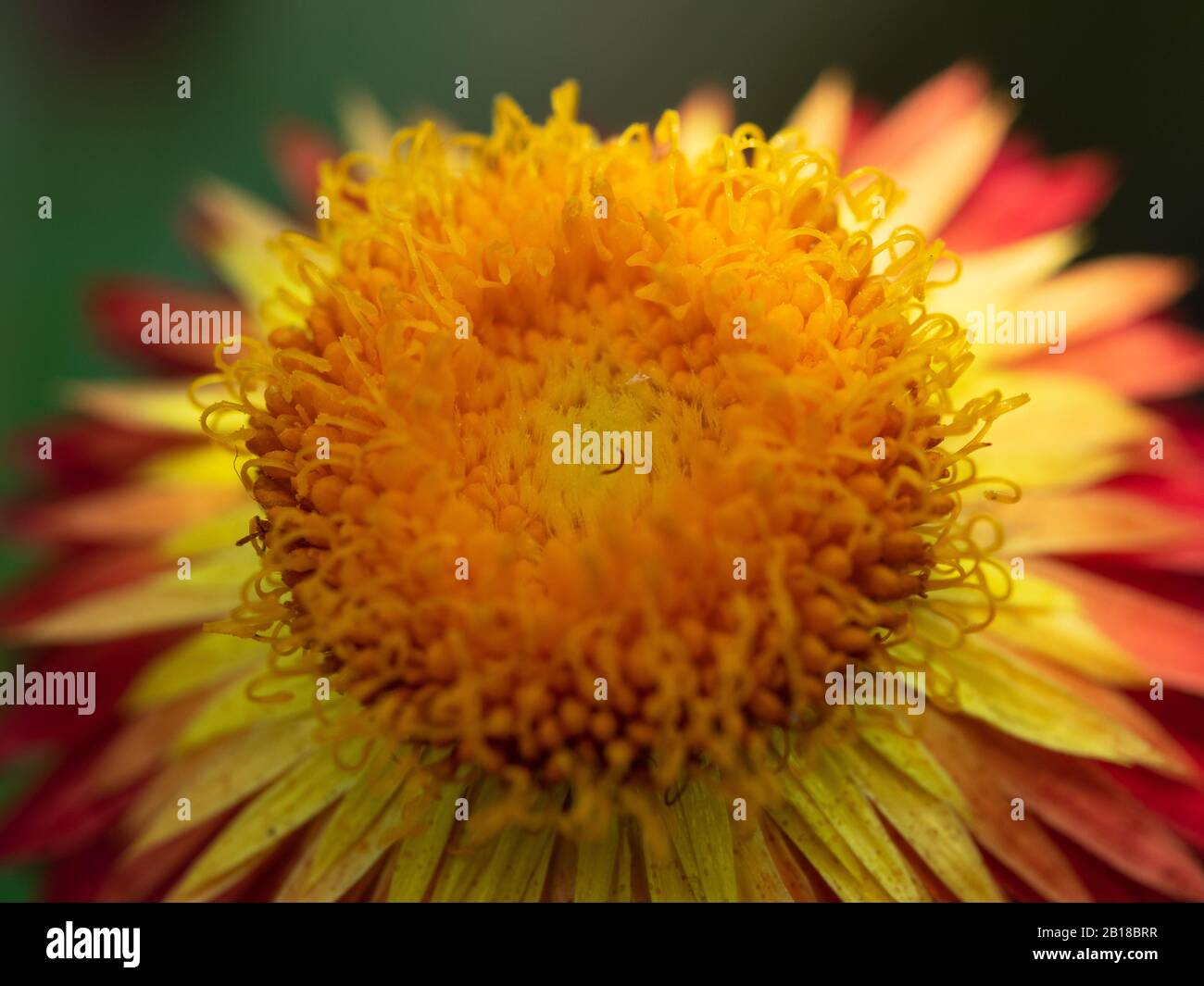 Beautiful flower, Vividly coloured petals that are actually bracts of ...