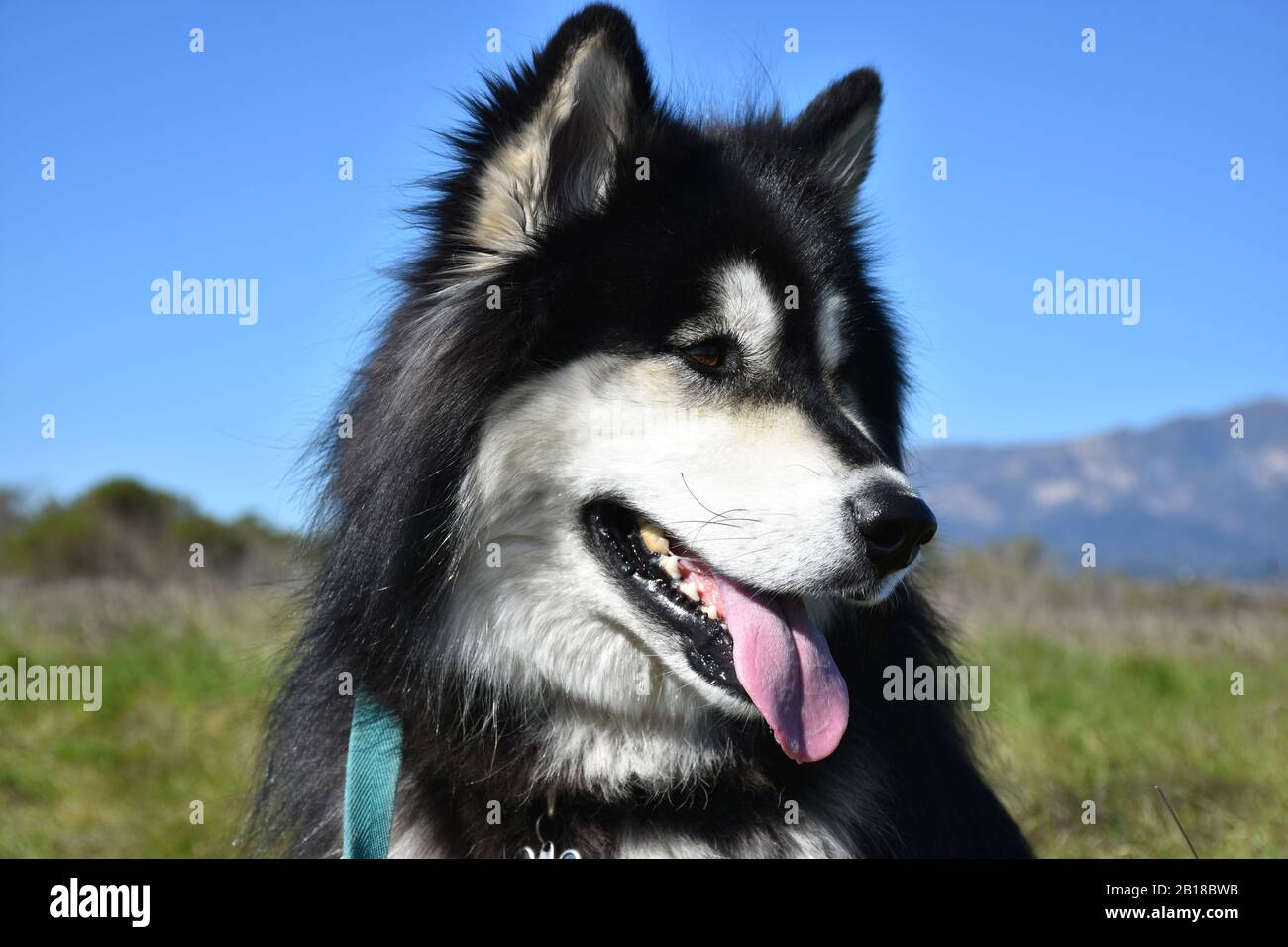 Fantastic markings on the face of a Siberian Husky dog Stock Photo - Alamy