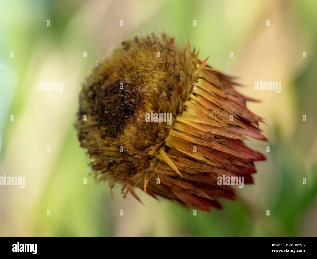 Flower macro, Dying, dirty and shrivelled rotting Paper daisy has seen ...