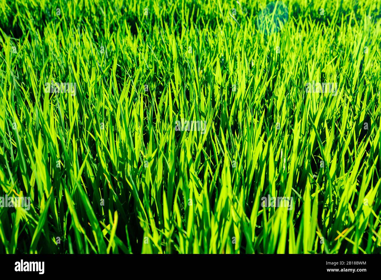 Rice field, view of rice plantation. Sprouts of young rice. Field with ...