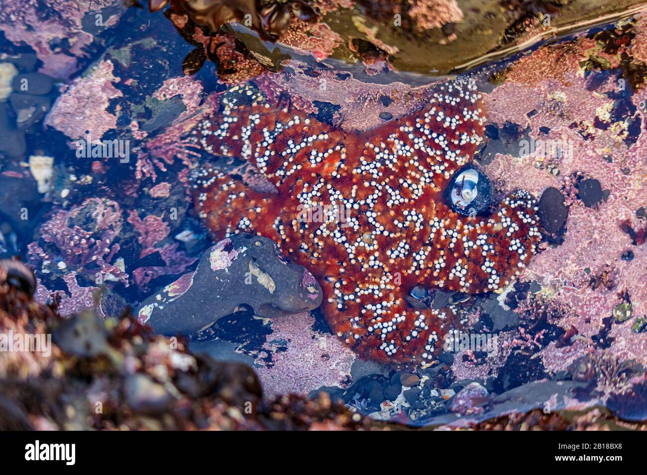 Starfish or sea star under water in a Pacific Ocean tide pool at the ...