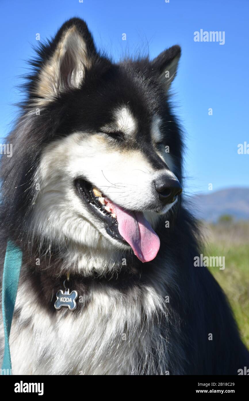 Beautiful Siberian Husky dog panting and hot in the sun Stock Photo - Alamy