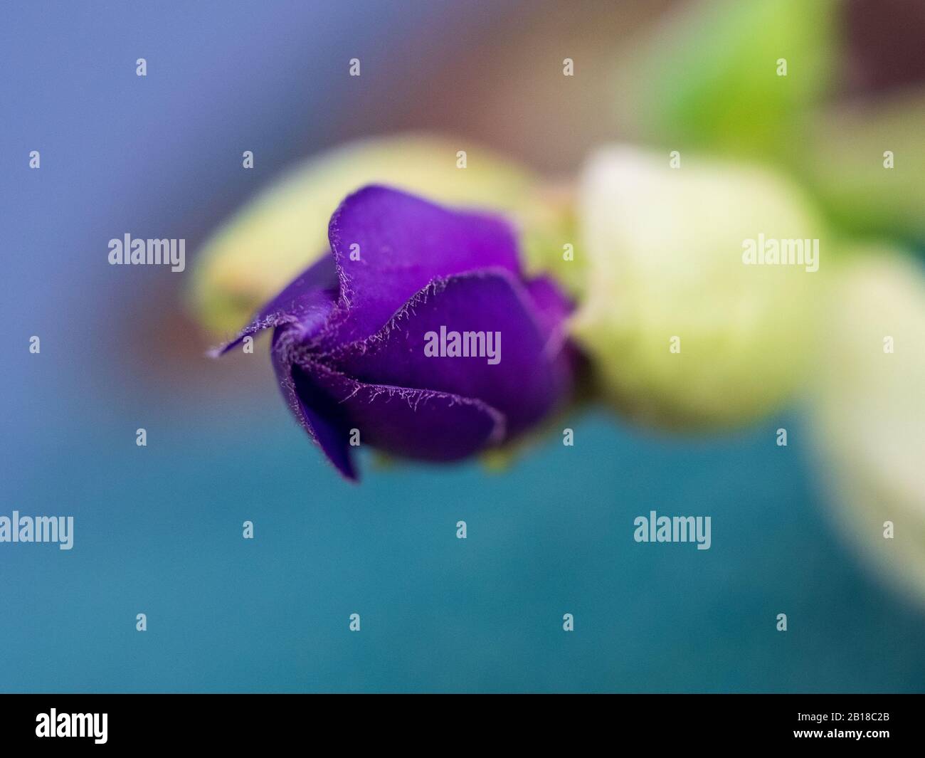 Bright purple coloured Tibouchina flower bud about to burst into life ...